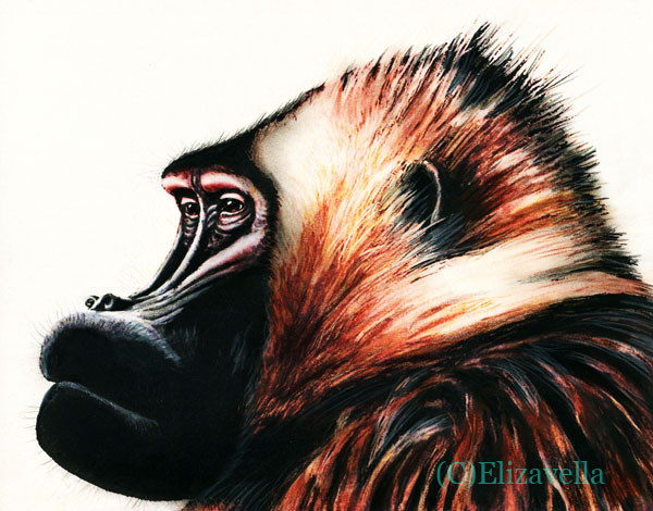 animals nature wildlife art My original drawing and paintings ...